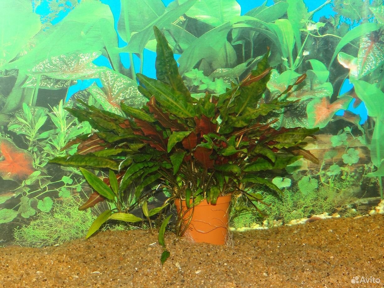 Криптокарина родственная