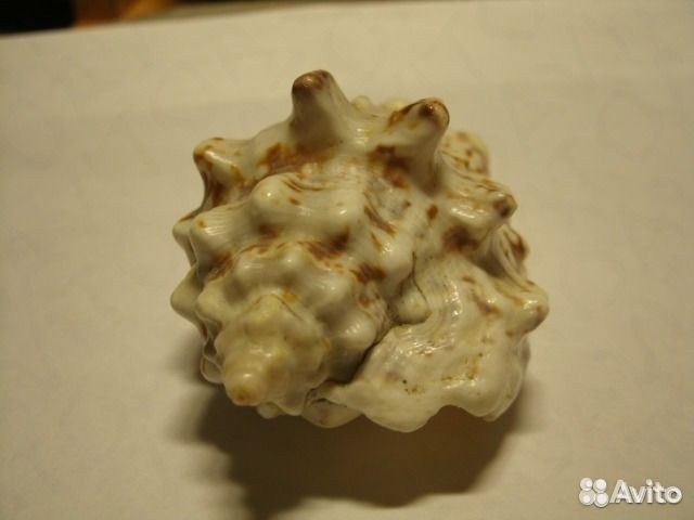 Красивые морские раковины в ваш аквариум