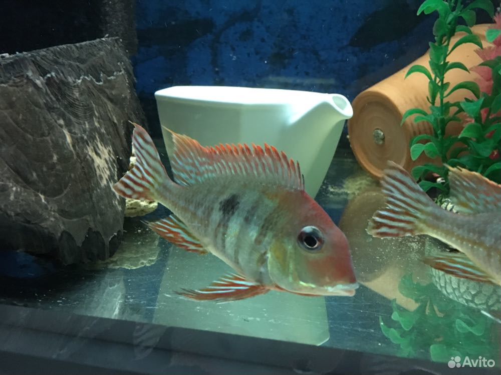 Геофагус красноголовый