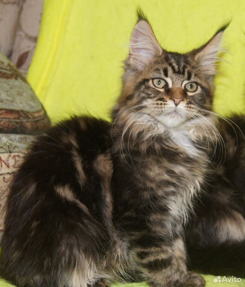 Элитные кунята парни и девчата