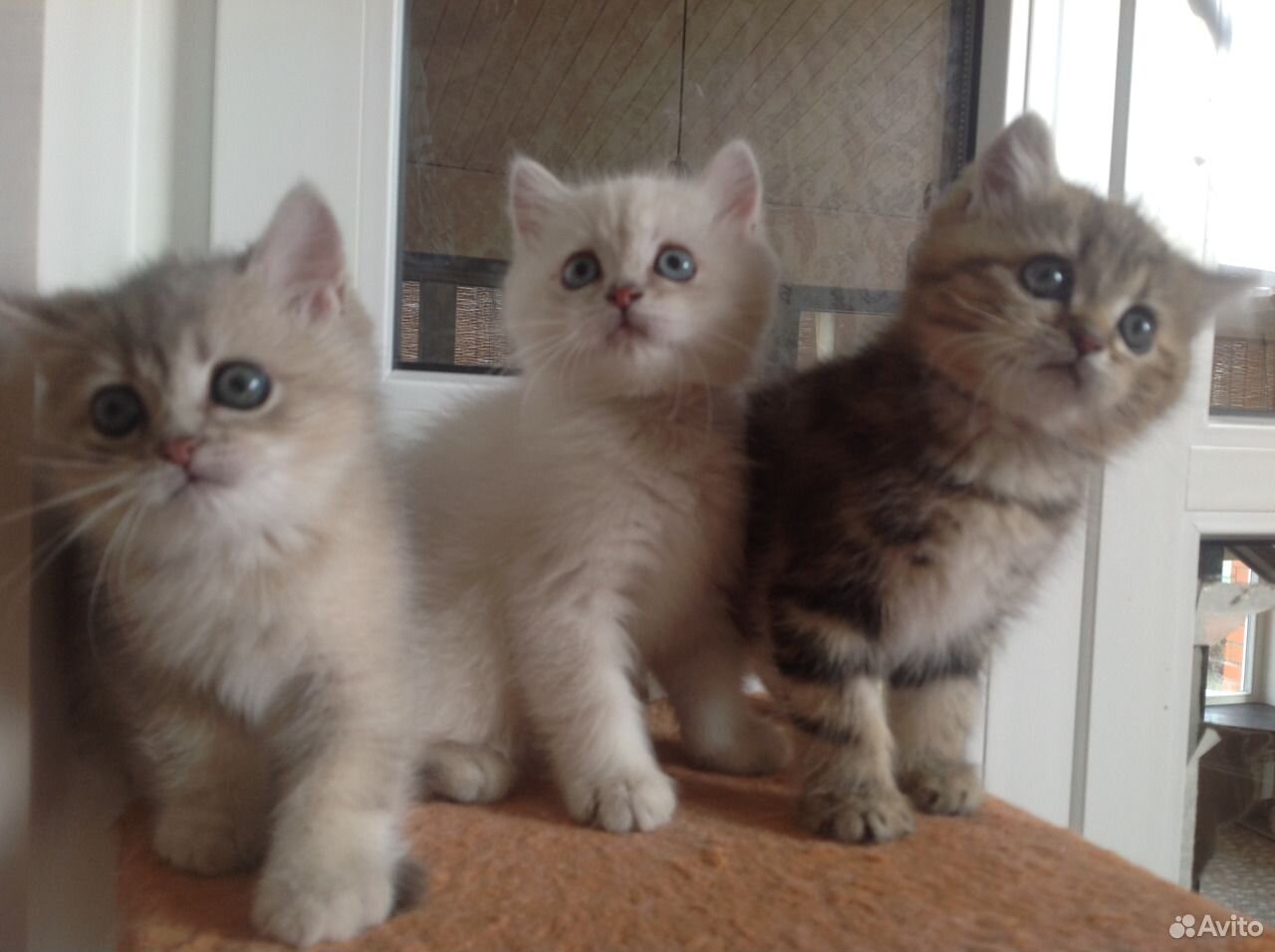 Разноцветные британцы