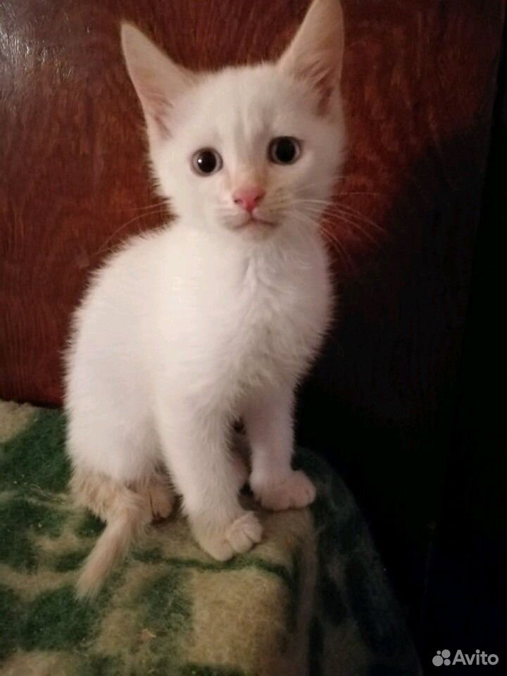 Котенок белый мальчик метис тайской 2мес
