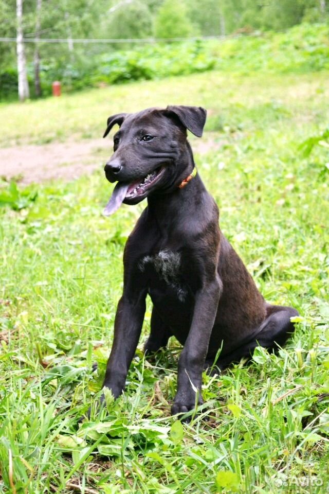 Щенки-метисы в добрые руки