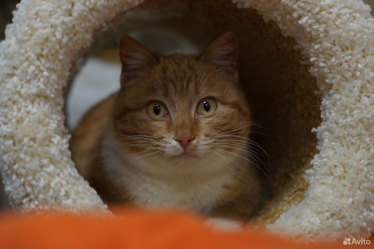 Две интересные кошечки-подружки ищут семью