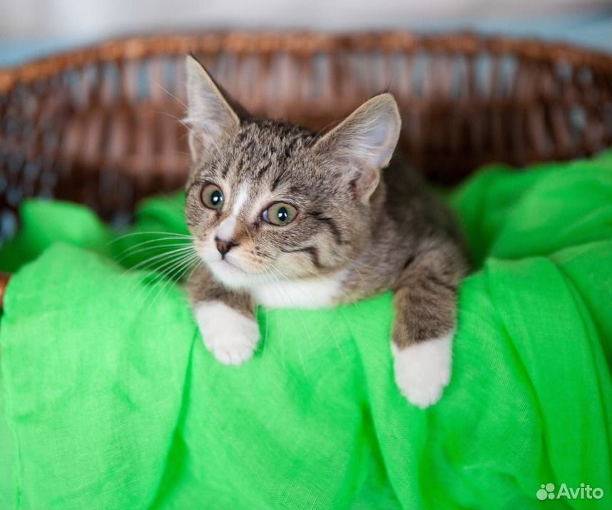 Котята Чудо «Душещипательное« в дар в добрые руки