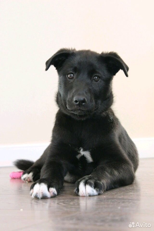 Щенок Кара ищет дом