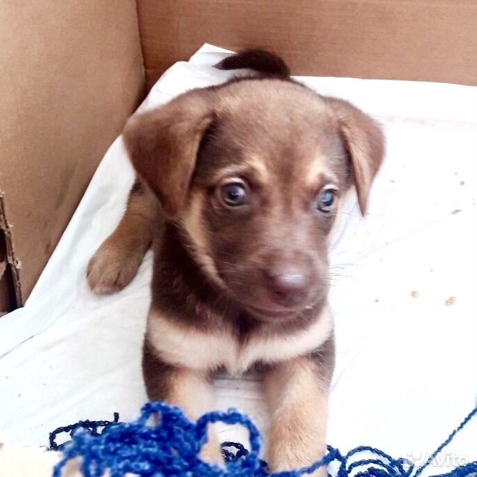 Шоколадка ищет дом