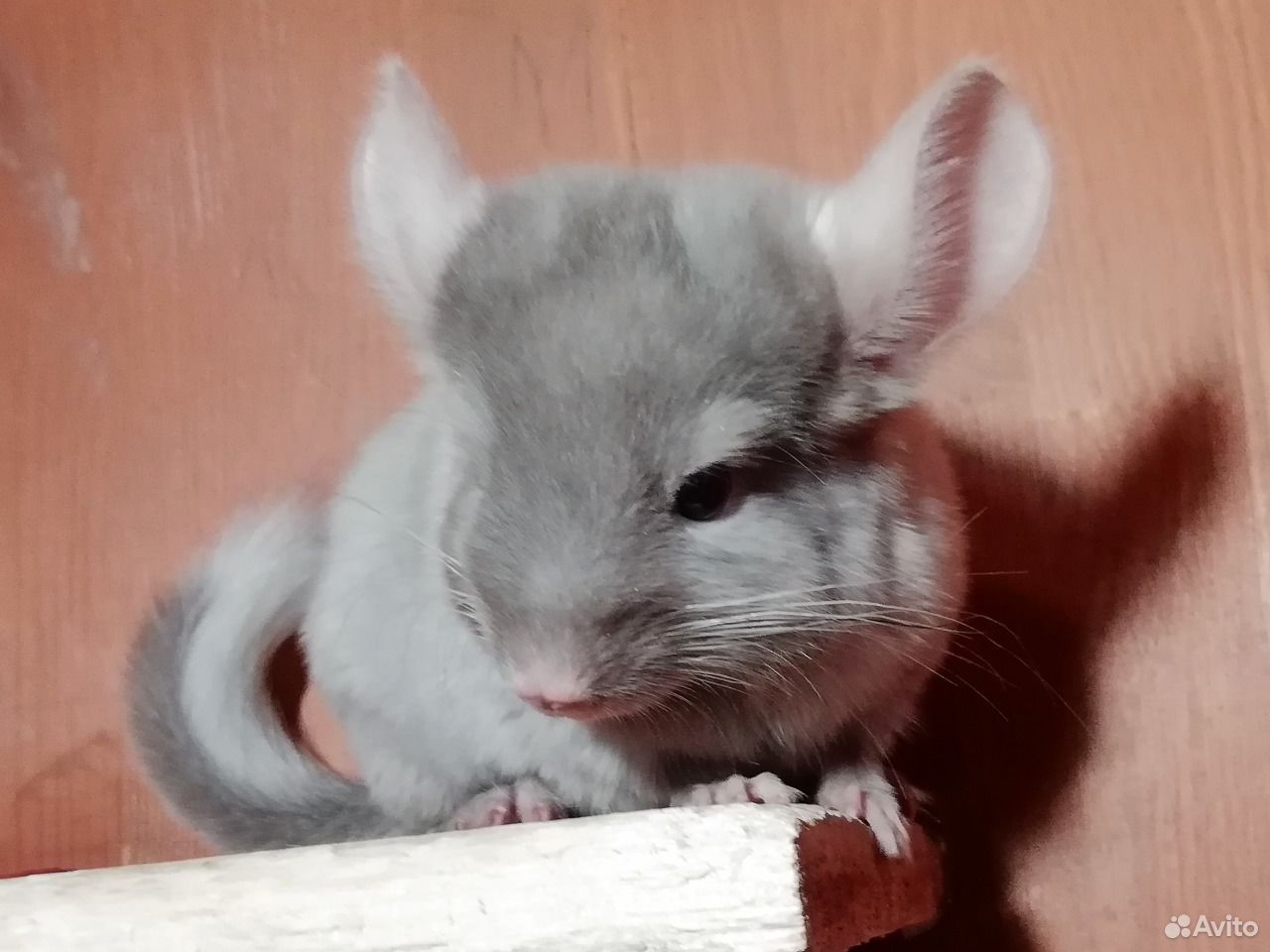 Шиншилла, мальчик, 3 месяца, бежевая пастель