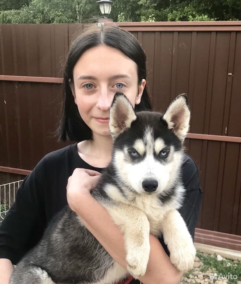Сибирская хаски. Девочка. Принцесса