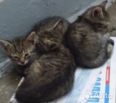 Котята очень милые