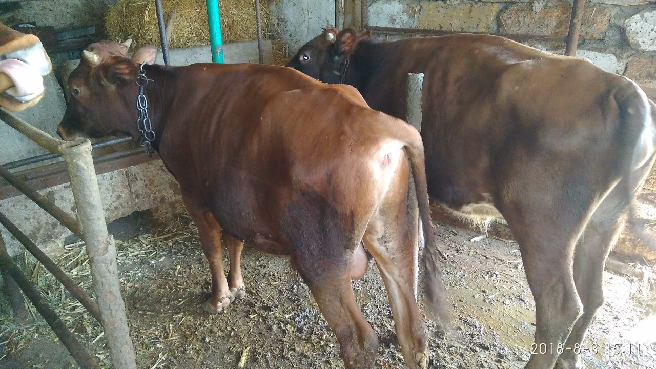 Продам двух быков