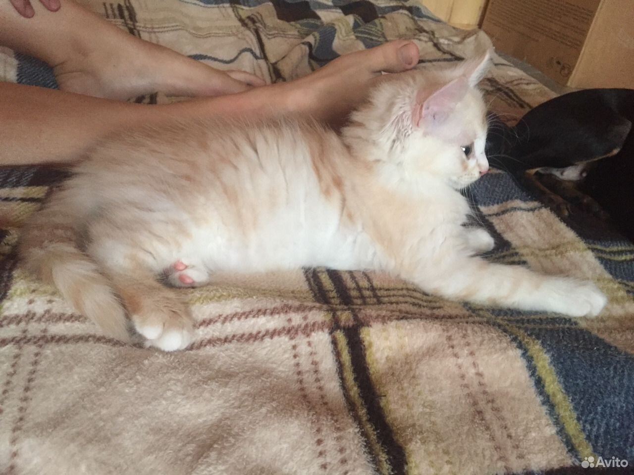 Котёнок ангорский