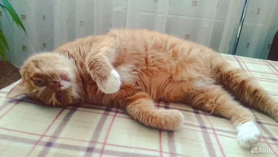Рыжик котик ищет дом