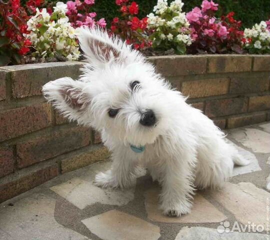 Породистый красавец Лео, Вест хайленд вайт терьер