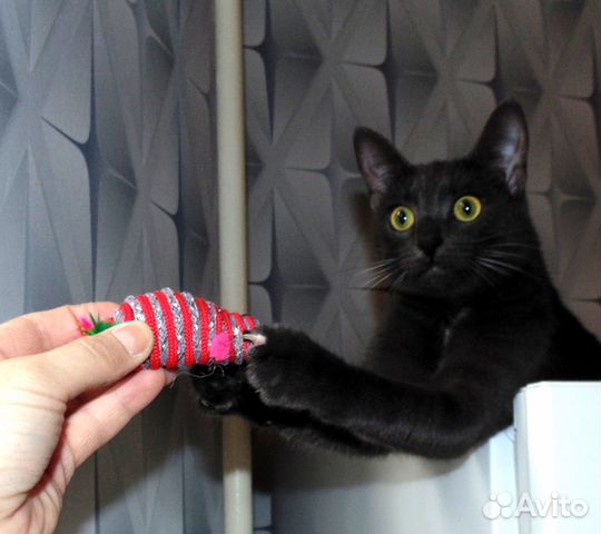 Малышка Поня в дар