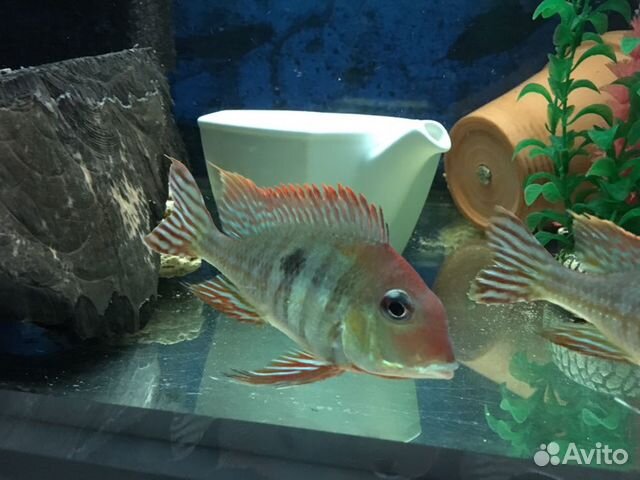 Геофагус красноголовый