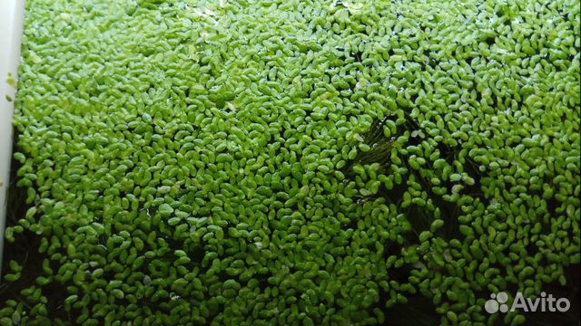 Ряска аквариумная
