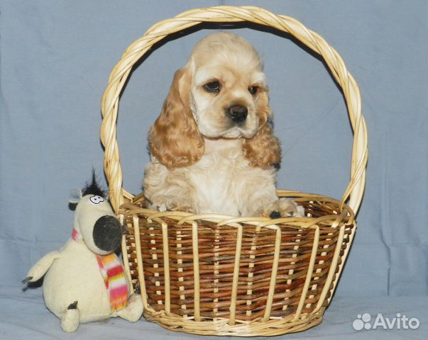 Американский кокер спаниель