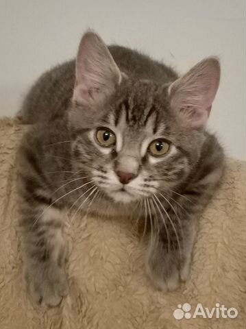 Котята курильского бобтейла