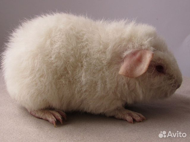 Самка американский тедди 1 месяц