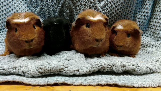 Американские крестеды черный и рыжие