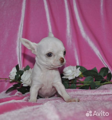 Крошка Зефир