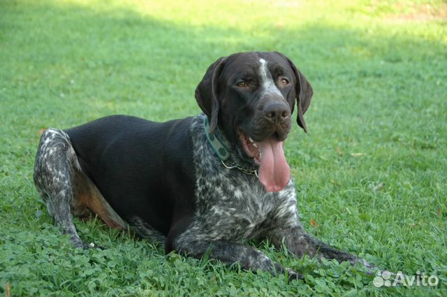 Отдам рабочего дратхаара