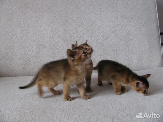 Абиссинские котята