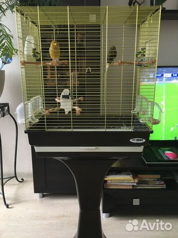 Два кенаря + клетка + стойка