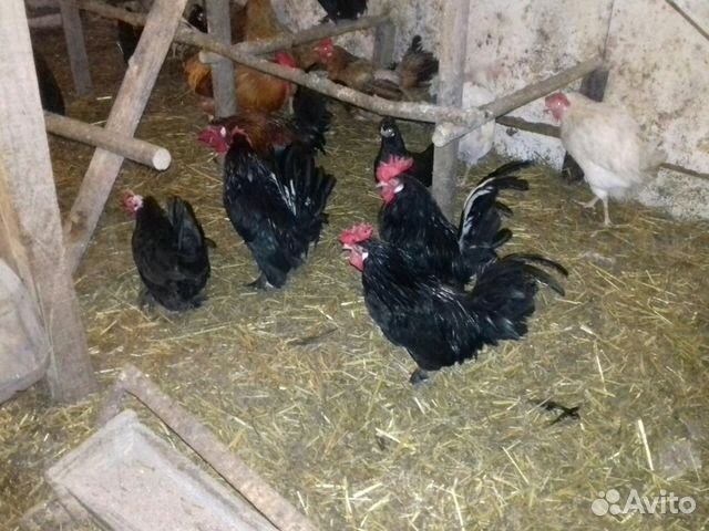 Семейка куры бентамки