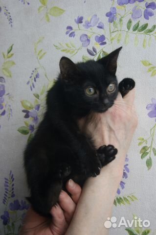 Красивый черный котенок-мальчик 2 мес в дар