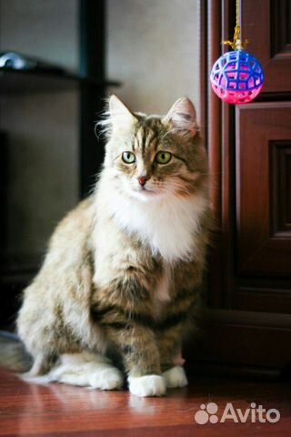 Маруся метис сибирской лесной кошки