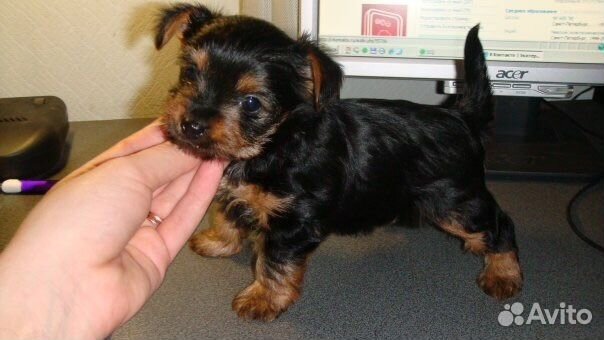 Йорки от родословных родителей