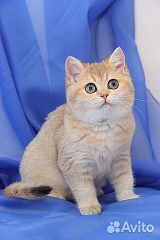 Британская чистокровная кошка