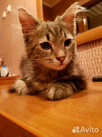 Котенок Лакки 3мес.сибирский табби мрамор