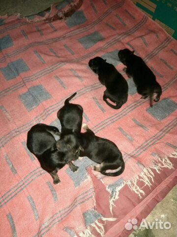 Смесь овчарки и хаски