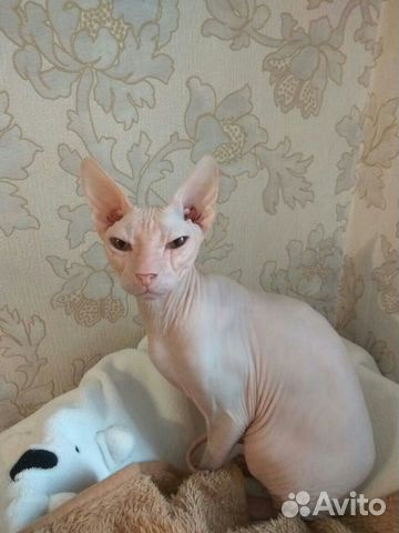 Кошечка донского сфинкса 2 года