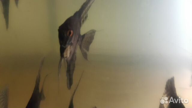 Оптовая продажа аквариумных рыб