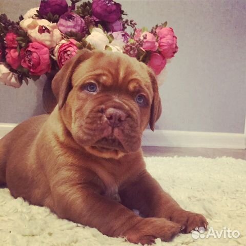 Щенок бордоского дога