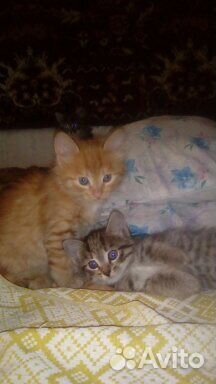 Замечательные пушистики ищут добрых хозяев