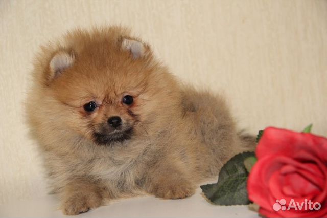 Очаровательная миниатюрная помераночка 14/01/18