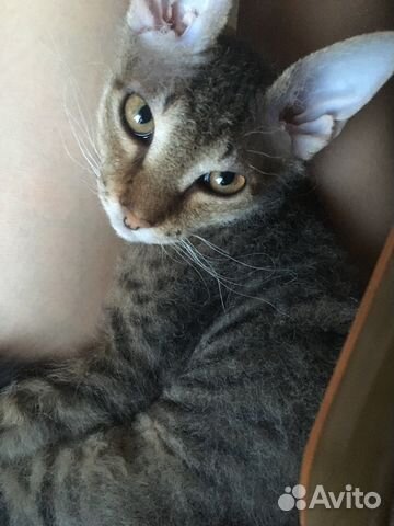 Сфинкс браш