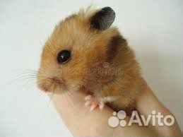 Продам сирийских хомячат