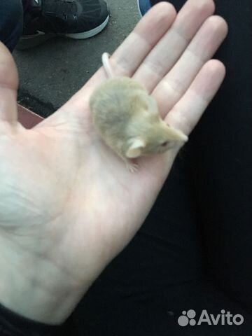 Мышка домашняя