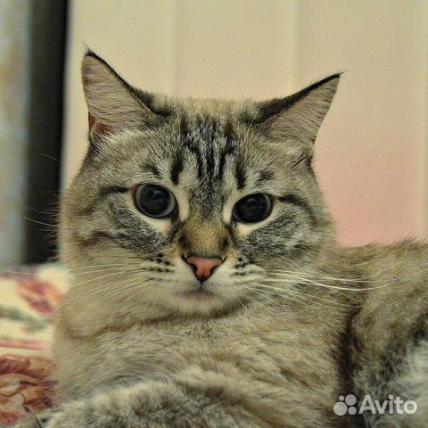 Тайская кошечка