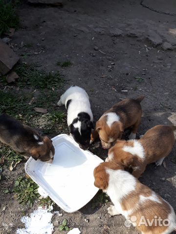 Отдам в хорошие руки щеночка