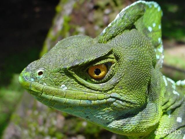 Василиск шлемоносный активная самка