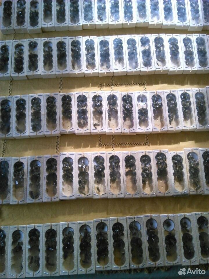 Пчёлы пчелопакеты пчеломатки Бакфаст