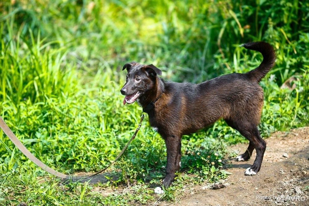Джина-глазастая, преданная красотка в добрые руки
