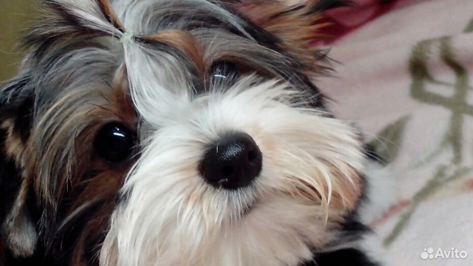 Красотка Бивер